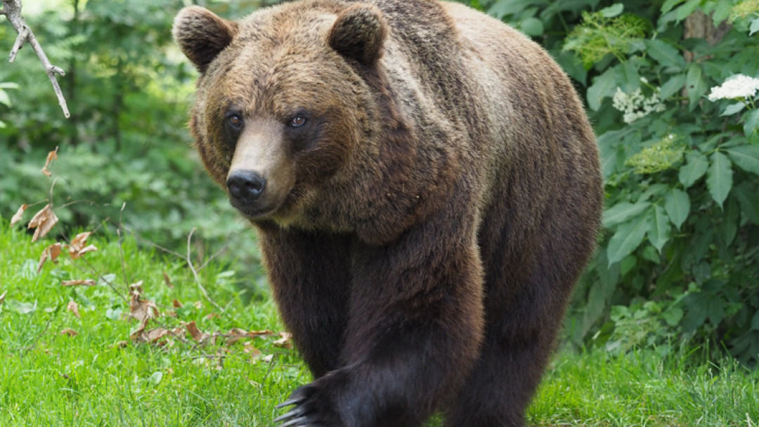 Bärenwald Arbesbach - Freier Eintritt mit der NÖ-CARD